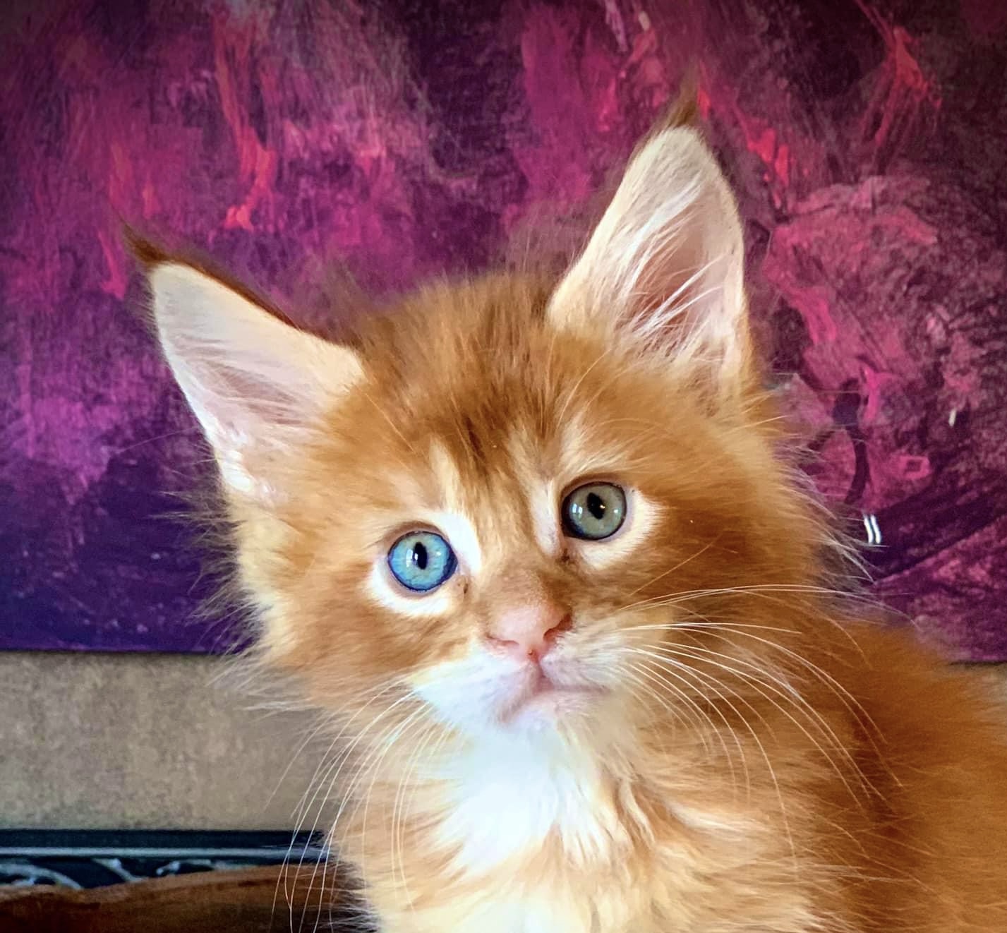 Current Kittens - Blue Ridge Maine Coons - Page 2