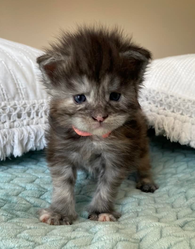 Current Kittens - Blue Ridge Maine Coons - Page 2