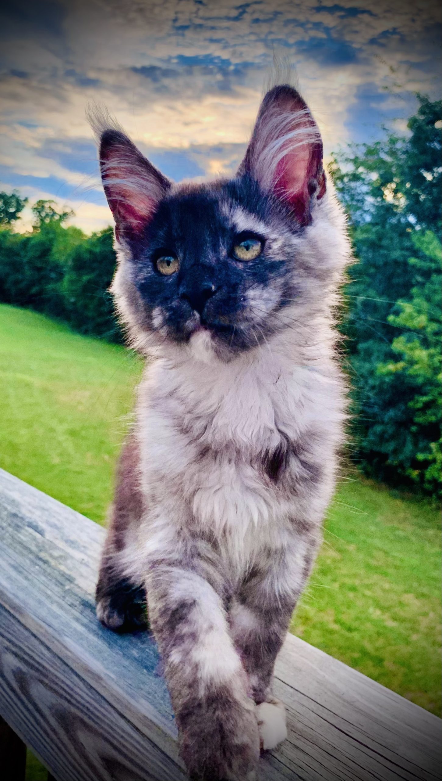 Our Queens - Blue Ridge Maine Coons