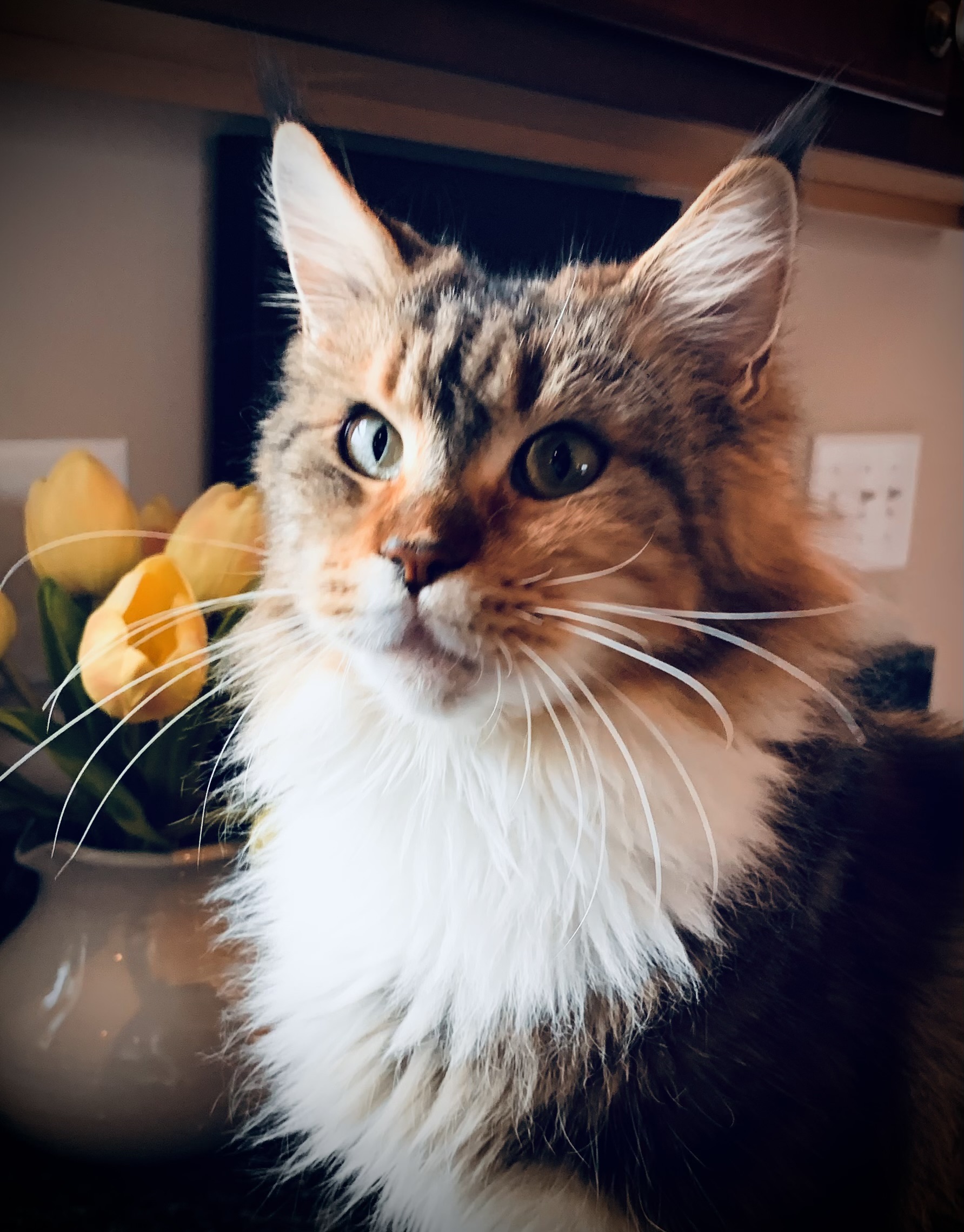 Our Queens - Blue Ridge Maine Coons