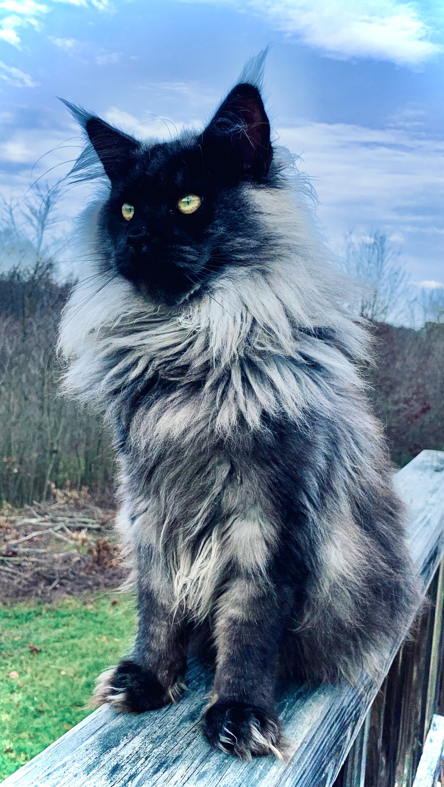Our Kings - Blue Ridge Maine Coons Our Kings